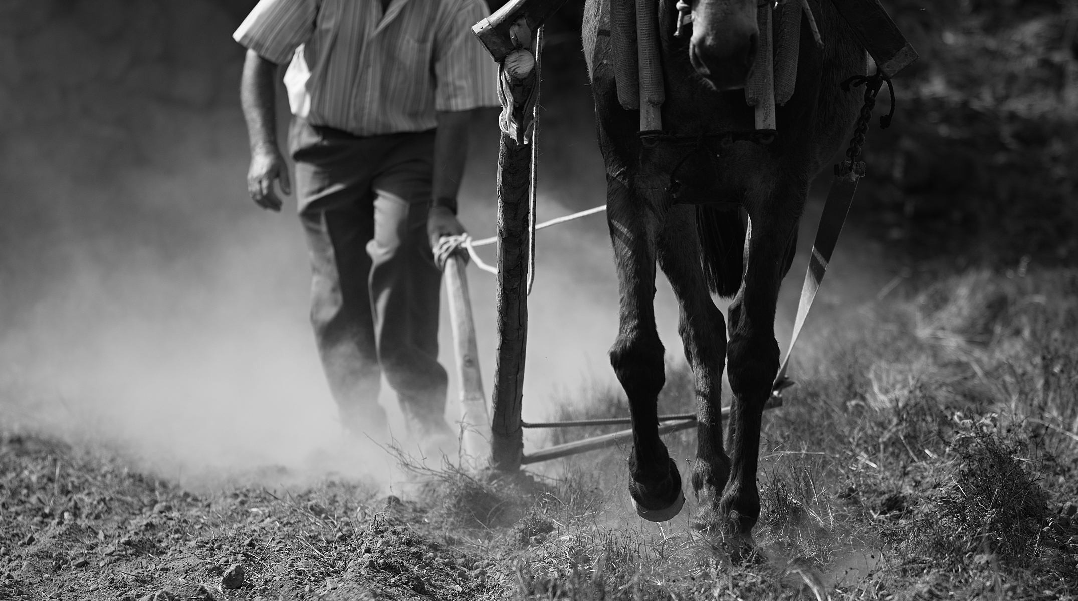 Glossary of Terms for Plowing with Horses – Mother Earth News